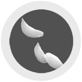 Toxoplasmosis (Toxoplasma gondii)