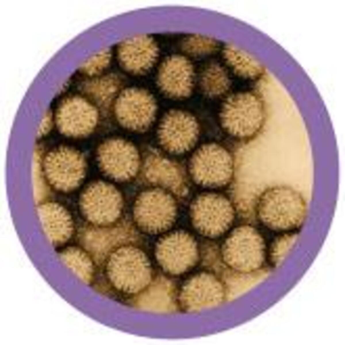 Rotavirus (Rotavirus)
