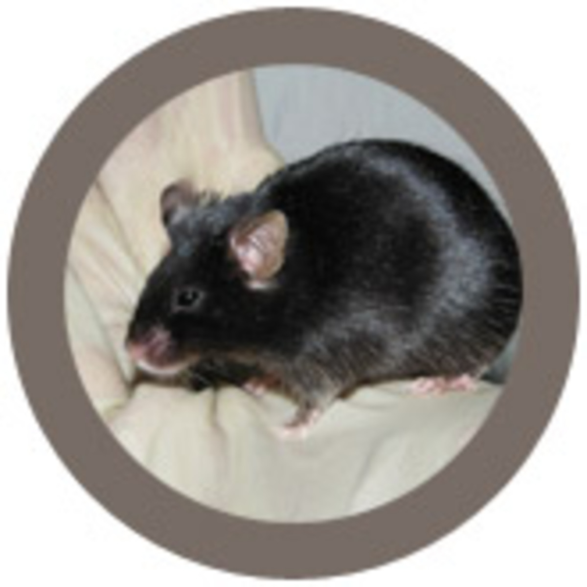 Black Lab Mouse (C57BL/6)