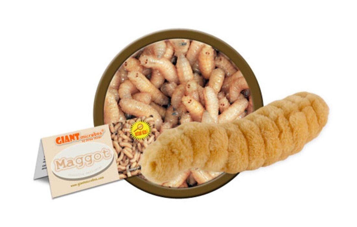 difference between termite larvae and maggots