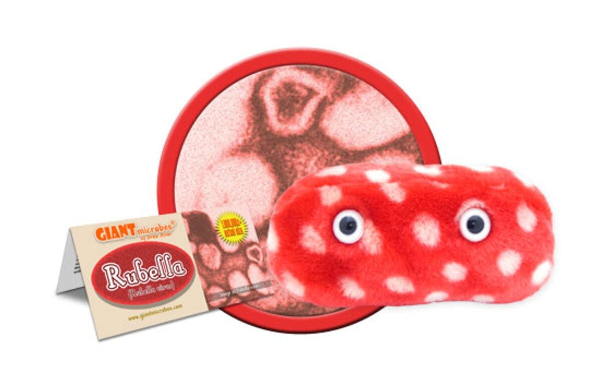 rubella virus
