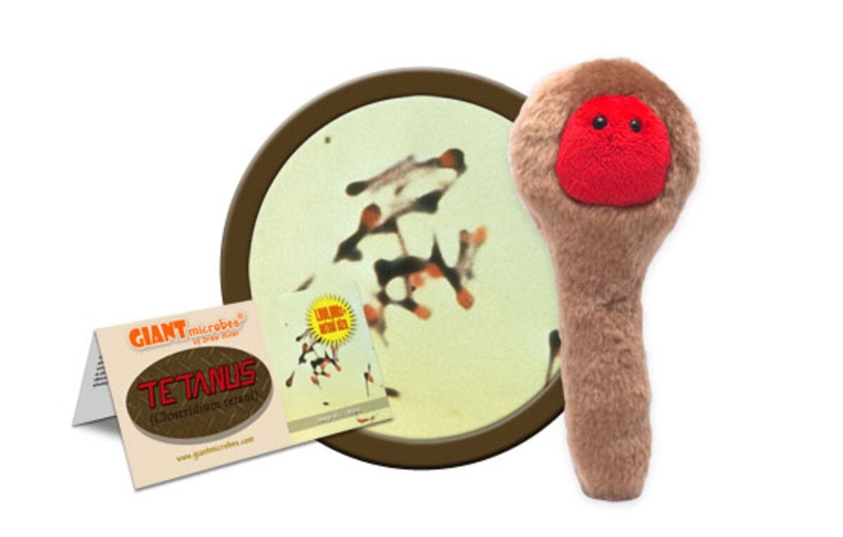 tetanus bacteria