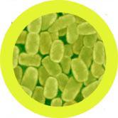 Cough (Bordetella pertussis)