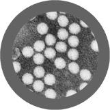 Polio (Poliovirus)