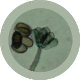 Toxic Mold (Stachybotrys chartarum)