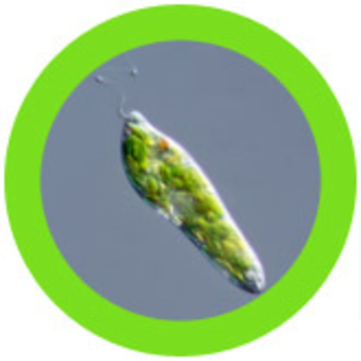 Euglena (Euglena gracilis)